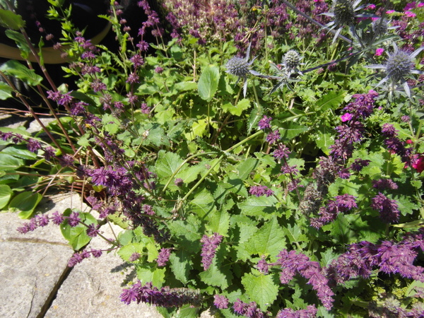 Nutley Horticultural Society: Gallery of photos